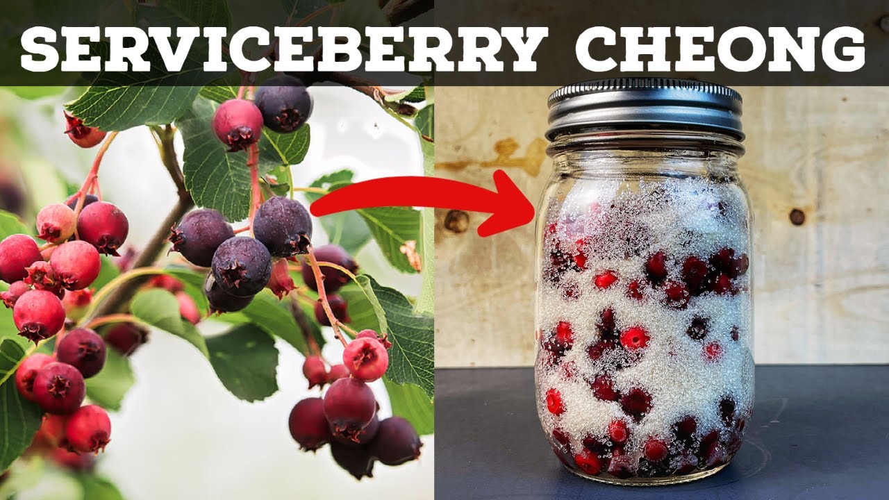How to Turn ANY Berry into Amazing Syrup (Cheong) - YouTube