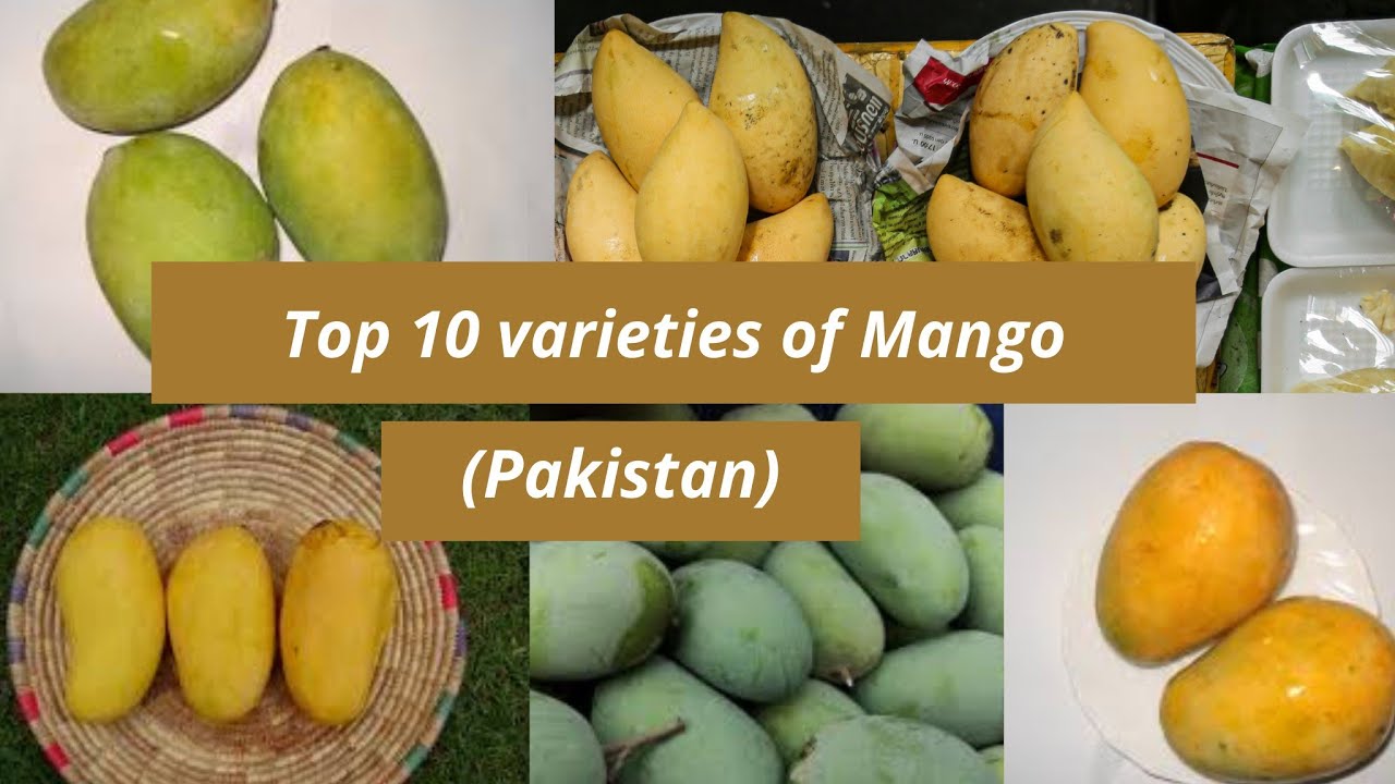Top 10 Varieties of Mango in Pakistan | Mangoes - YouTube