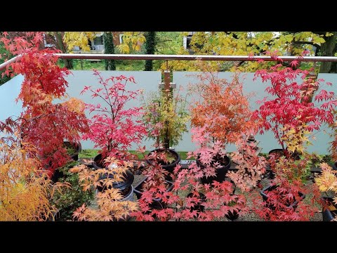 Japanese Maples - Fall Colors '23 on My Balcony and in the Garden