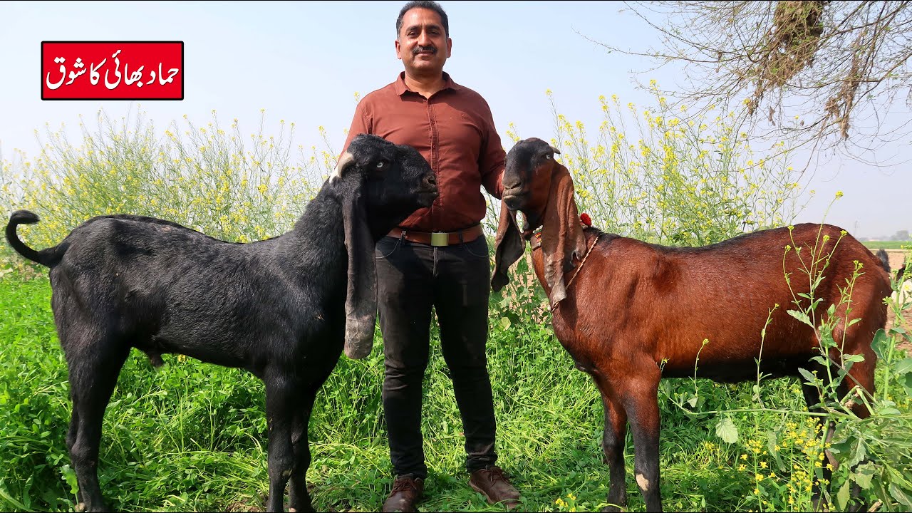 Top Class Breeder & Milking Beetal Goats Of Hammad Bhai Sahiwal 2023 ...