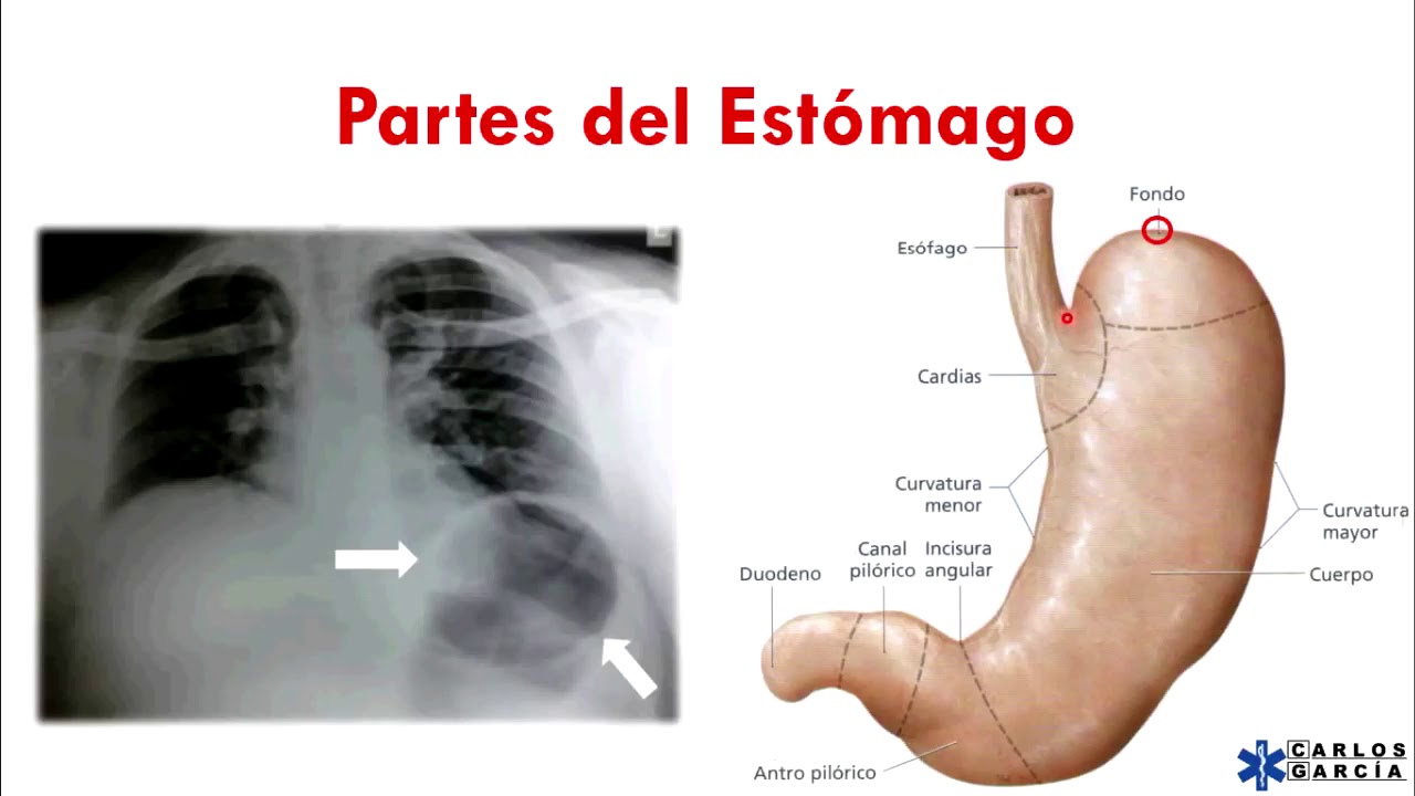 Partes del estomago - YouTube