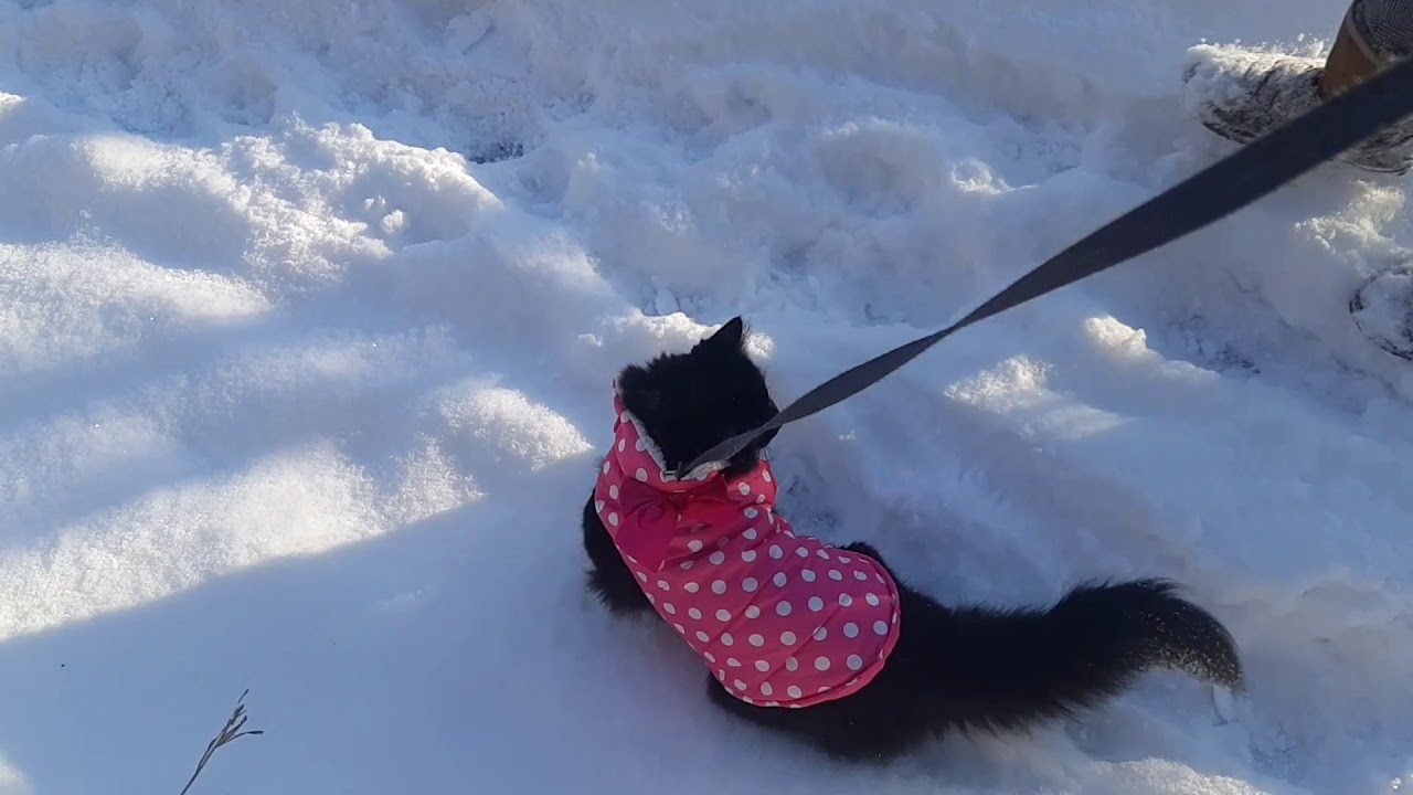 Thompson Lake Trail @ Hinton Alberta - YouTube
