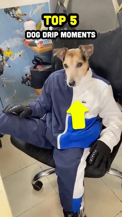 Raking Top 5 Best Dog Drip Moments! - YouTube