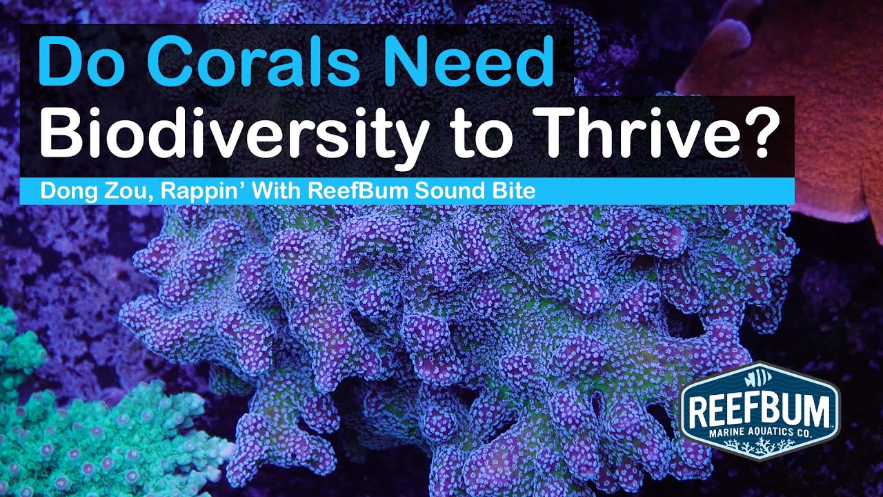 Do Corals Need Biodiversity to Thrive? Dong Zou, Rappin' With ReefBum ...