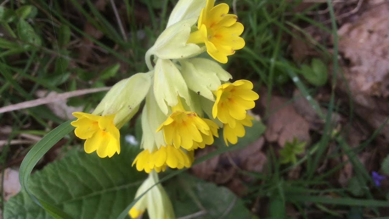 Coucou ou Primevère officinale 'Primula veris' - YouTube