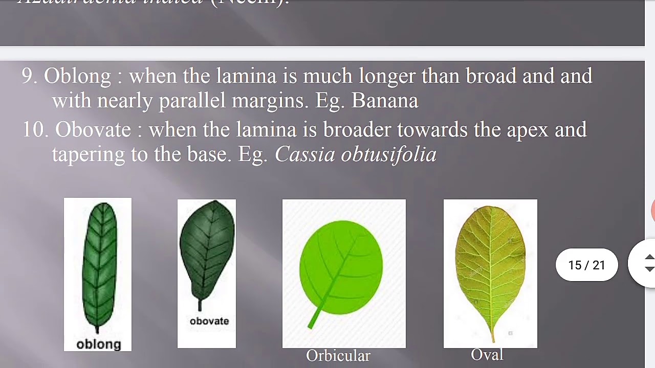 Lamina Leaf Lamina Leaf