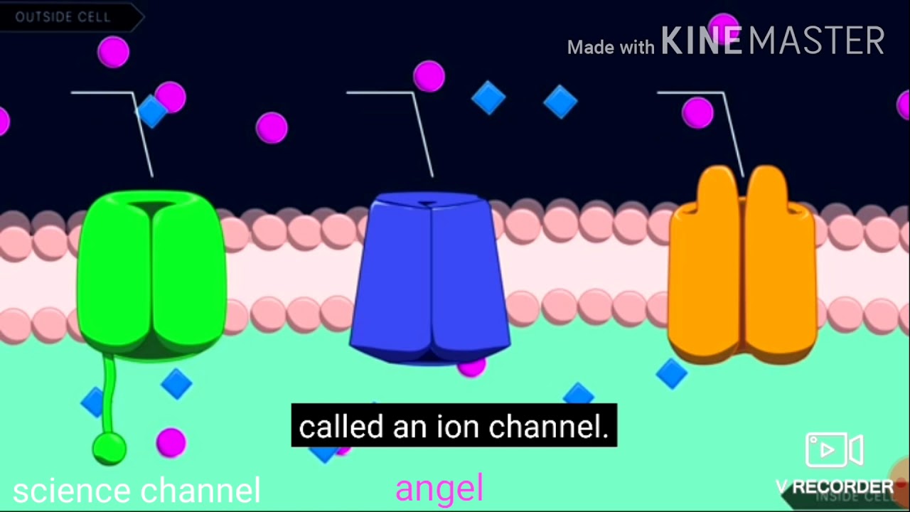Action potential neuron nerve impulse - YouTube