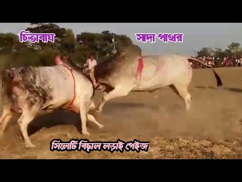 Sada Pator vs Chitabag || Company Gonj Thola - YouTube