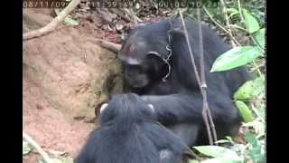 Chimpanzees Eating Termites