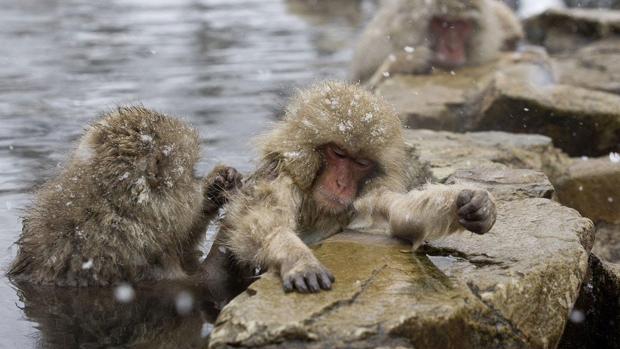 Crazy to see bread monkey | The Golden Monkeys of China | China's ...
