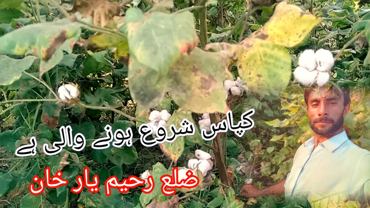 cotton month # Greetings# pakistani youtube کپاس کی چنائی شروع ہونے ...