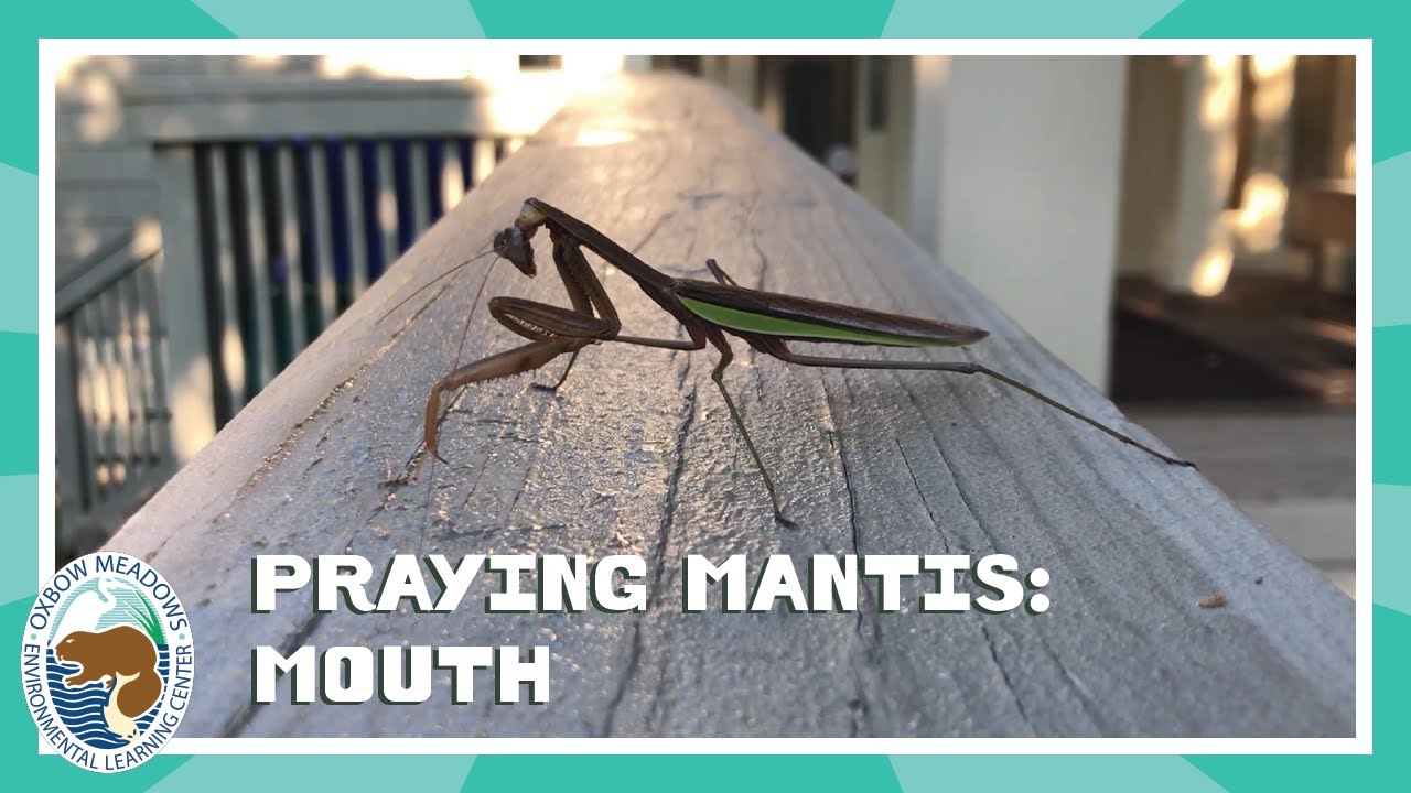 Learner Praying Mantis
