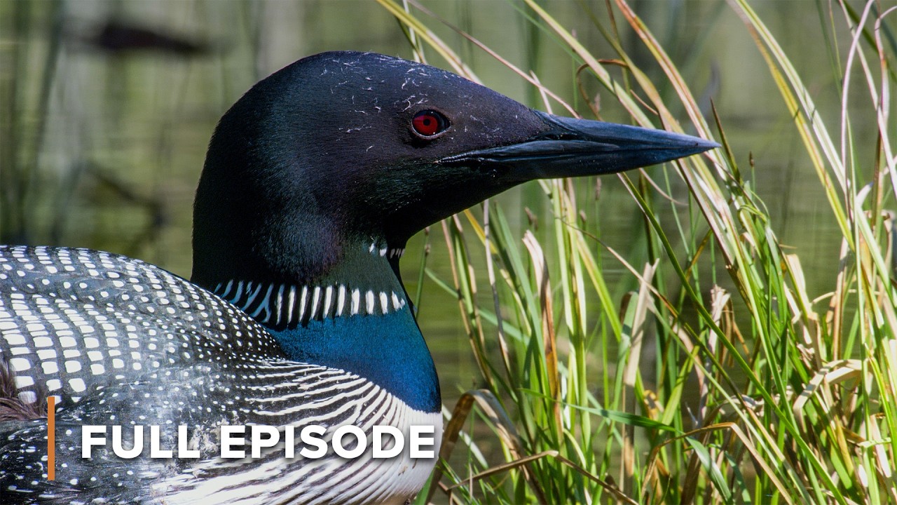 The Disappearing Life of Loons | Loons: A Cry From The Mist - YouTube