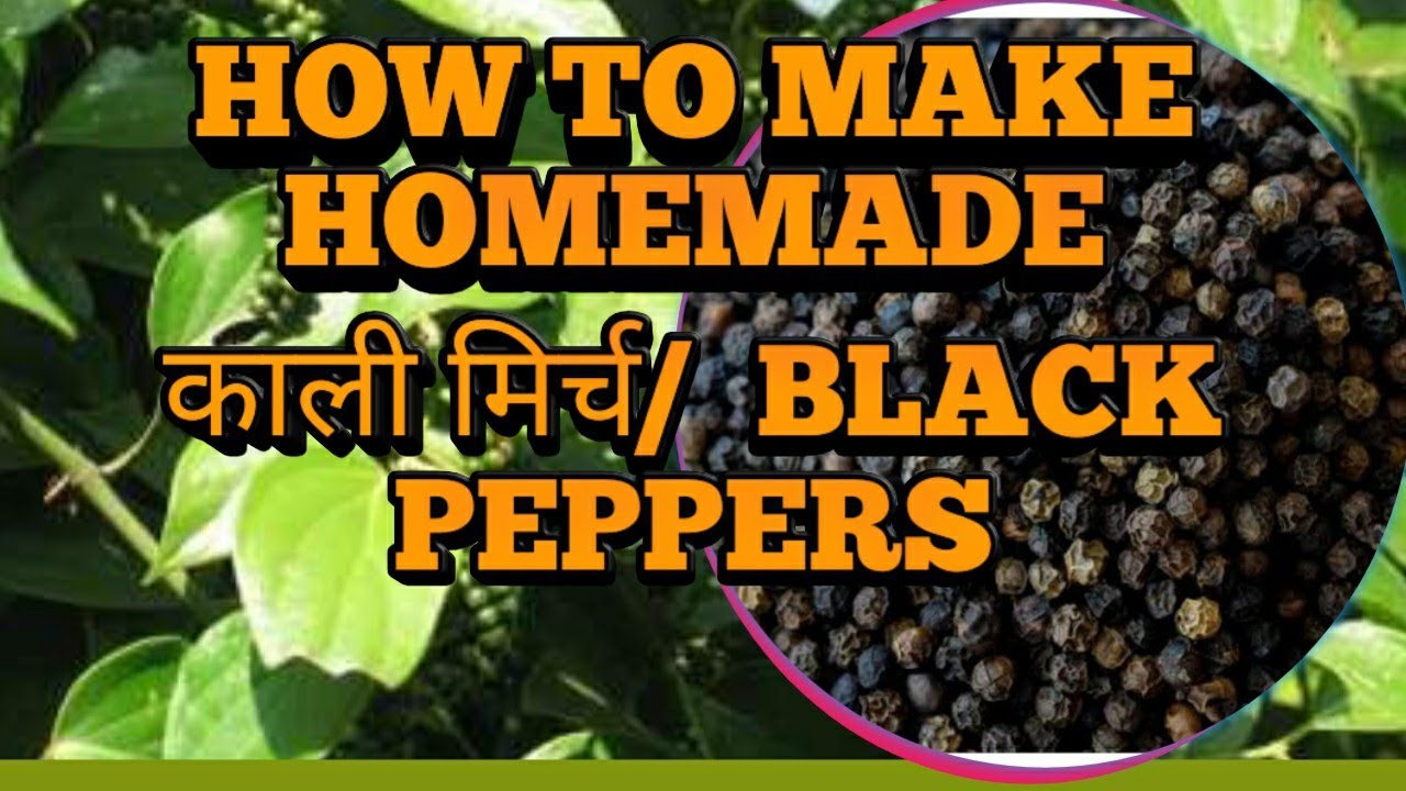Black Peppers process in easy way - YouTube