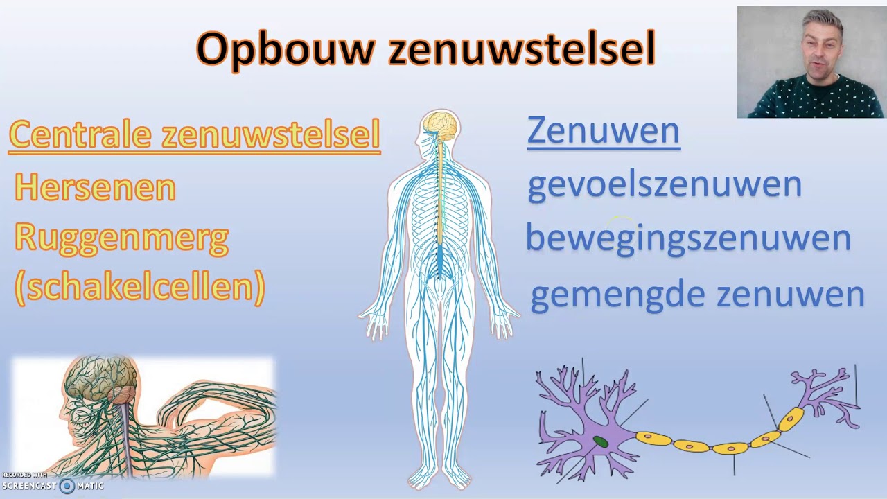 Zenuwstelsel - thema 5 regeling Biodam - 1 van 3 - YouTube