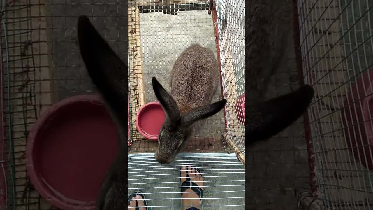 Big Rabbit (Market day) Laoang N.Samar - YouTube