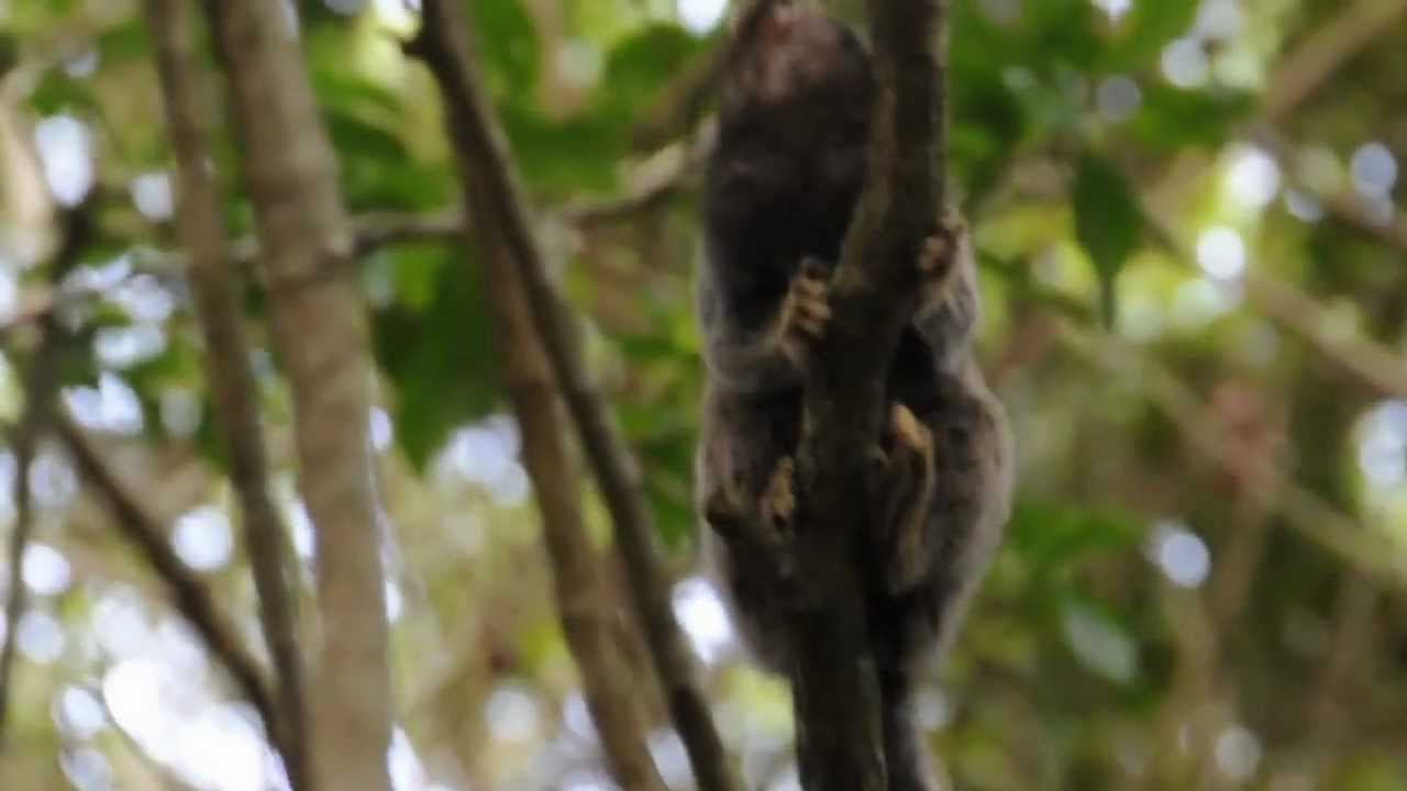 Mico monkey in Ilha Grande - YouTube