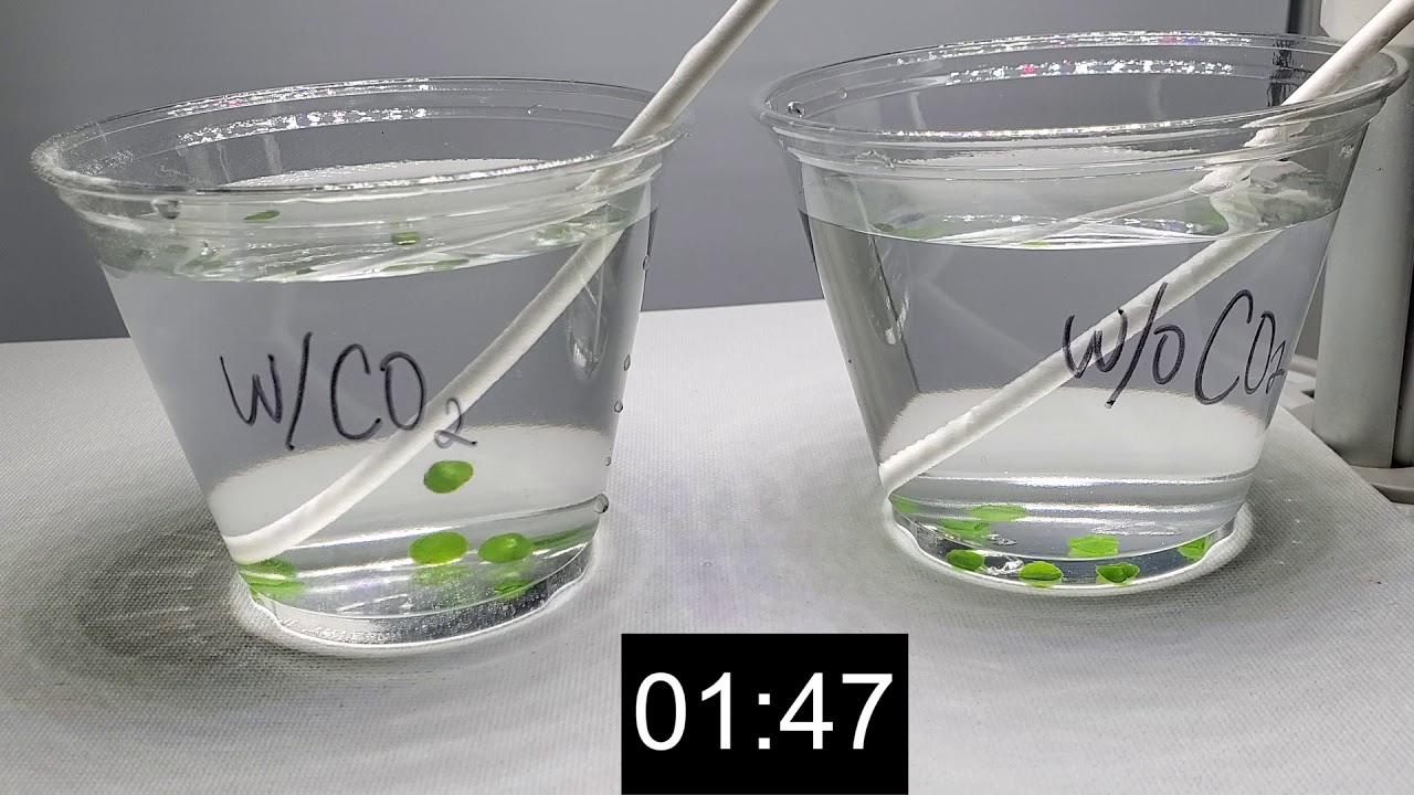 Photosynthesis Lab - YouTube