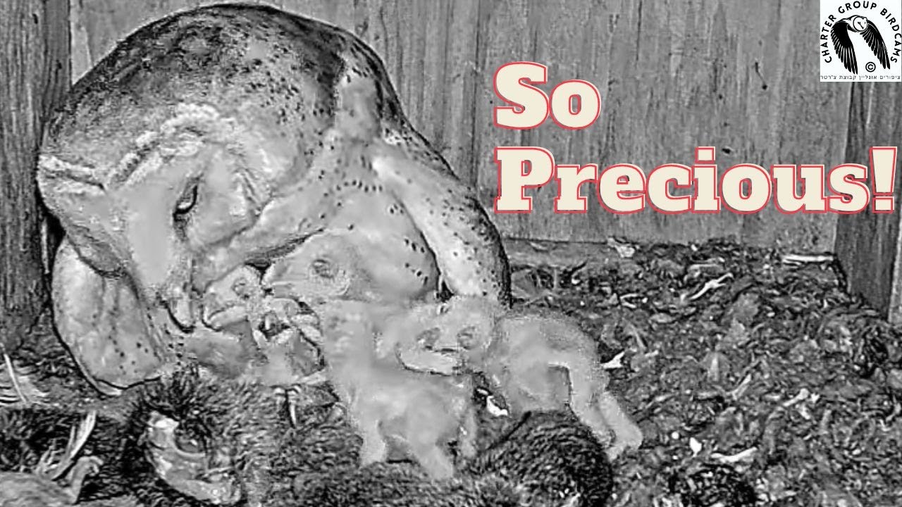 Feeding Time for 6 Adorable Barn Babies - YouTube