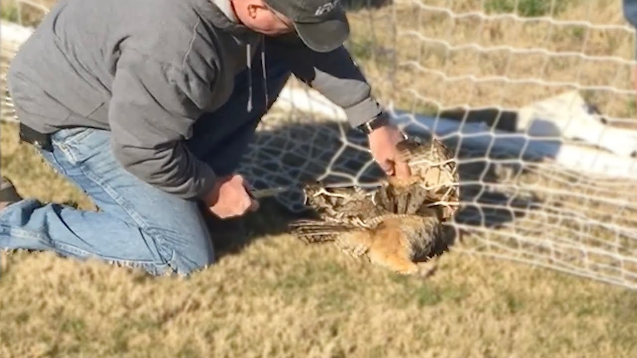 A Cry Of Relief Is Heard When The Poor Owl Can Finally Stretch Its ...