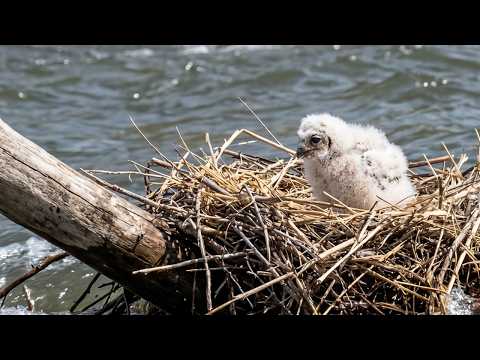 Nehirden Minik Boynuzlu Baykuşu Kurtarmak