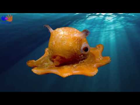 Animals For Kids  Learn Wild Animals & Animal Sounds  HandPlay TV Animals Learn For Kids