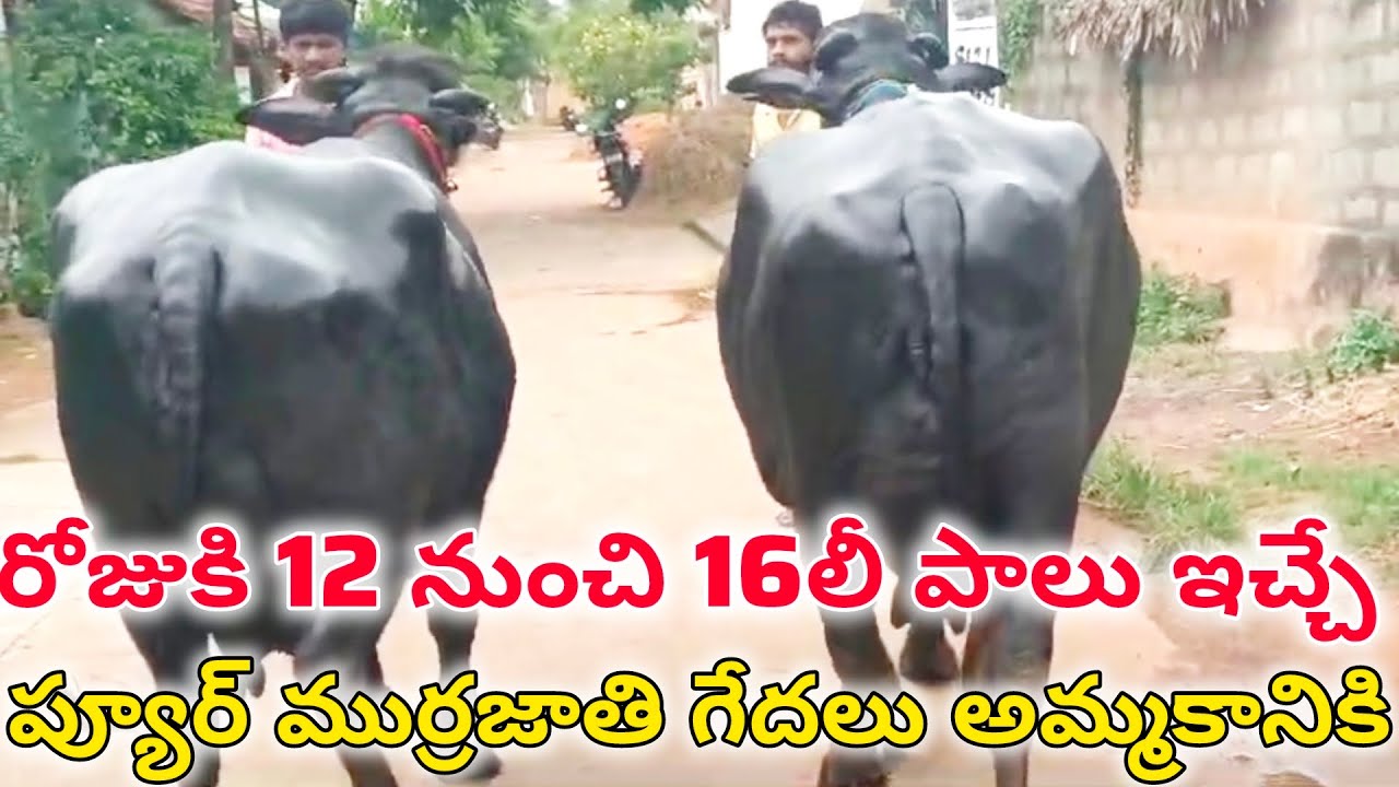రోజుకి 12 నుంచి 16లీ పాలు ఇచ్చే ప్యూర్ మర్రజతి గేదలు అమ్మకానికి ...