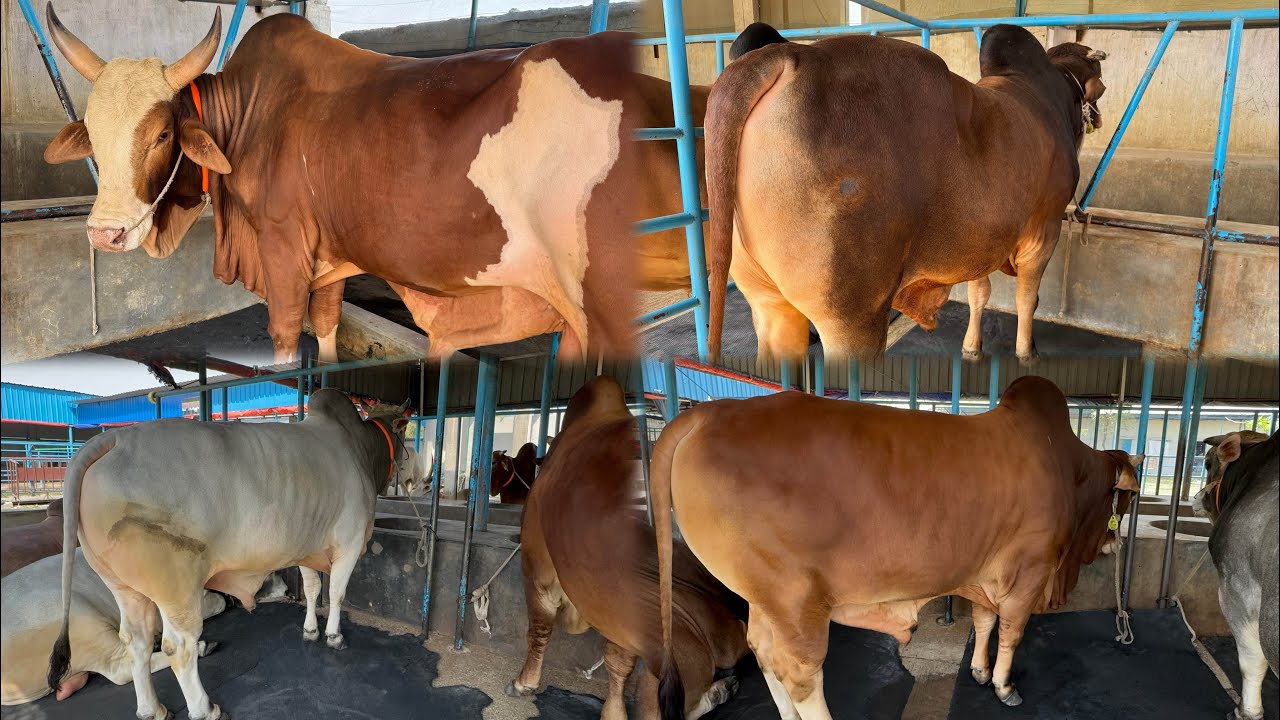 Big & beautiful bulls raising in a healthy environment..Modern cow ...