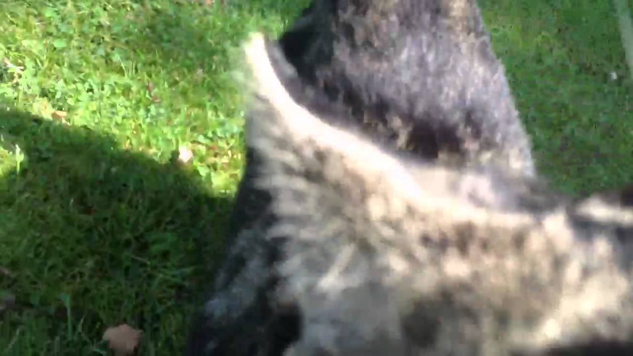 Martin the cat - YouTube