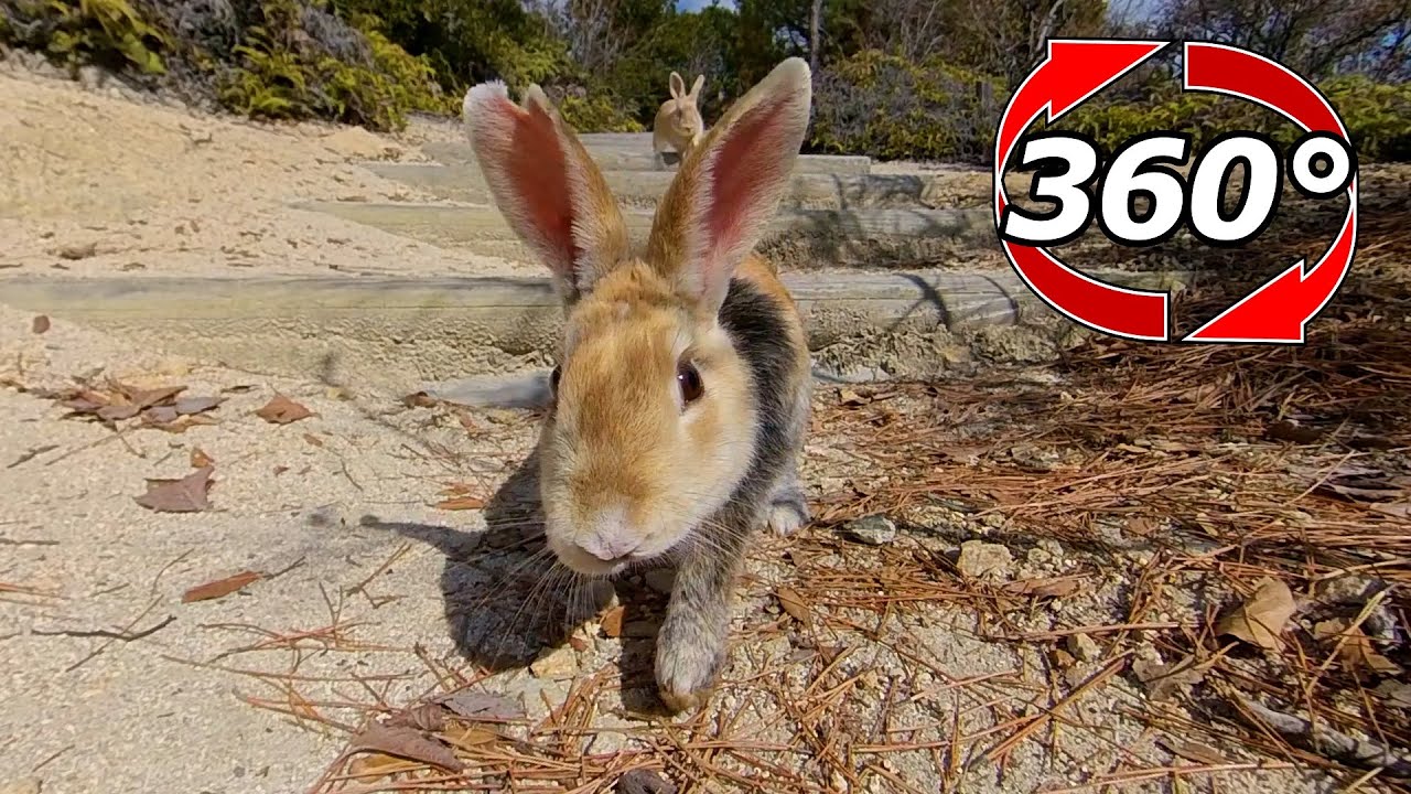 VR 360° | Rabbits chase humans over and over again! - YouTube