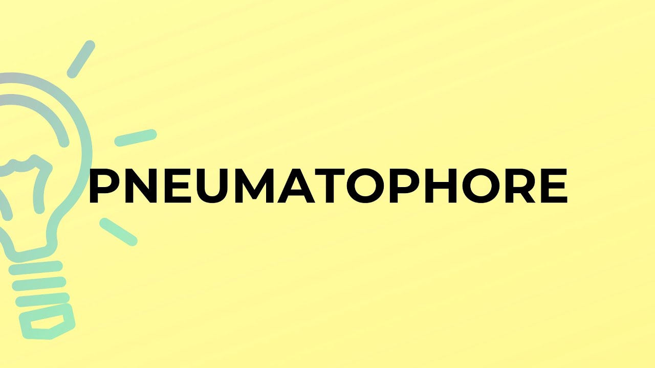 What is the meaning of the word PNEUMATOPHORE? - YouTube