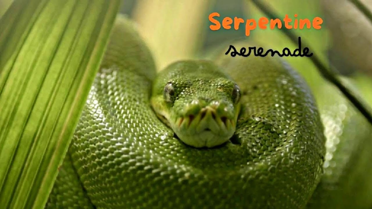 Serpentine Serenade - Cute Snake Baby Song for Kids | Fun Animal ...