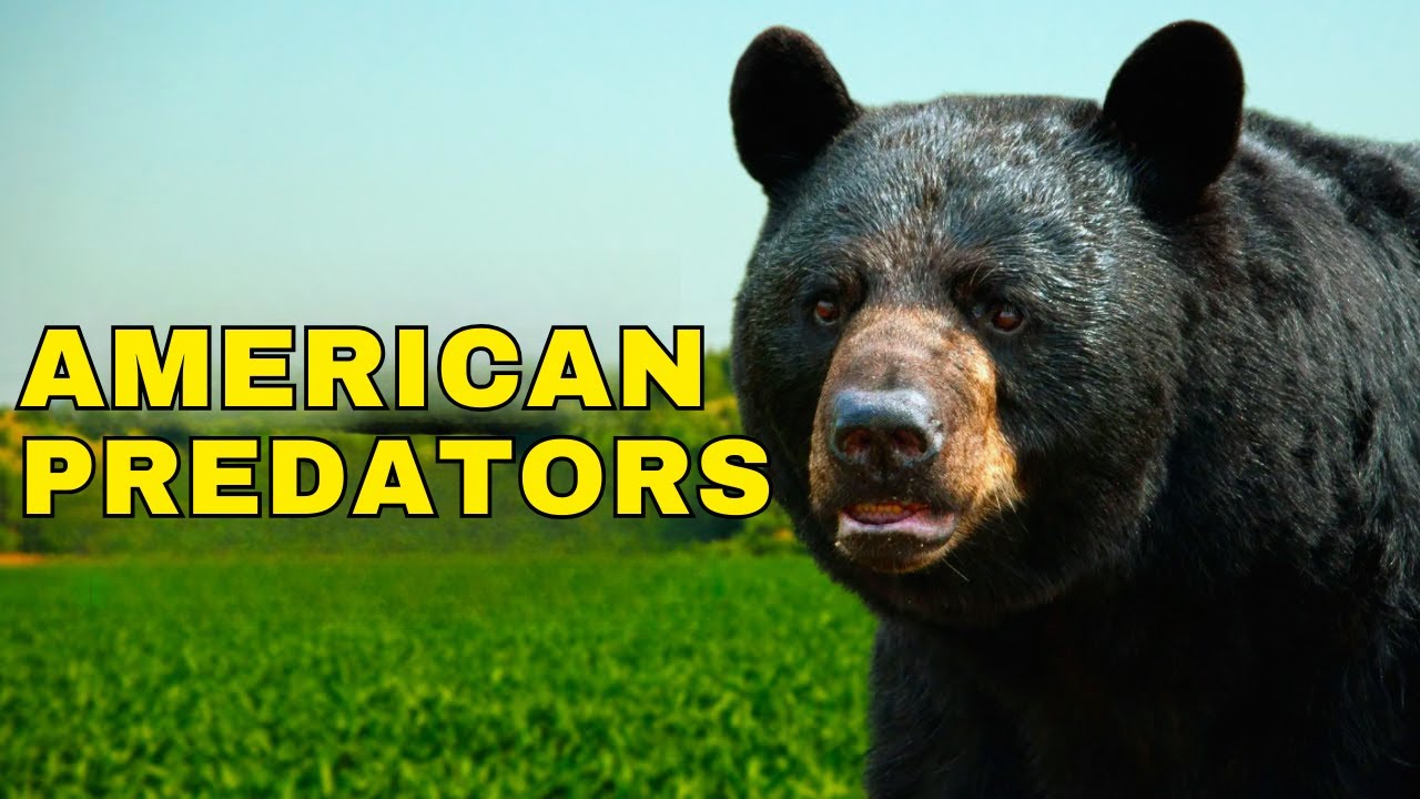 Top 4 North American Predators Excelling in the Control of Invasive ...