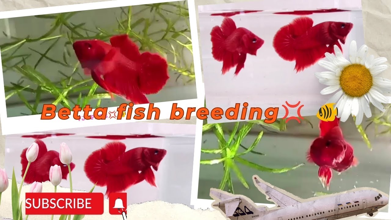 Betta Fish🐠 Breeding 🐣Step by Step| How to breed betta fish|#breeding # ...