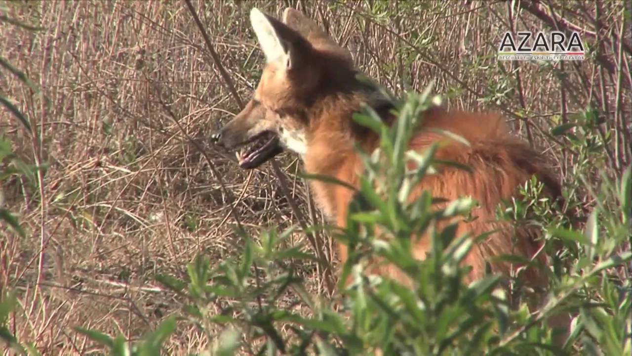 Fauna neotropical - Aguará guazú - YouTube