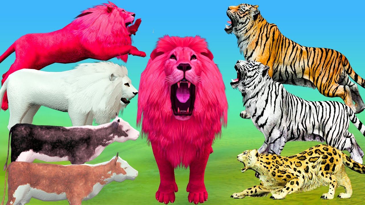Zombie Tiger Zombie Leopard Attack Cow Cartoon Saved by Lion - YouTube