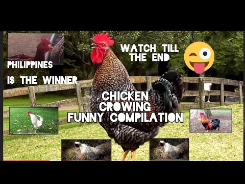 Funny rooster crowing compilation,tilaok ng manok nakakatawa ...