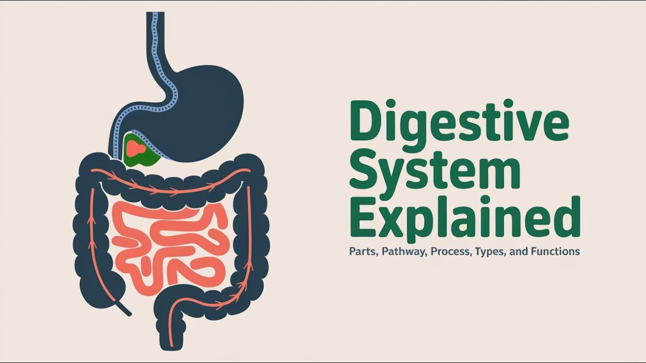 Human Digestive System Explained: Parts, Pathway, Process, Types, and ...