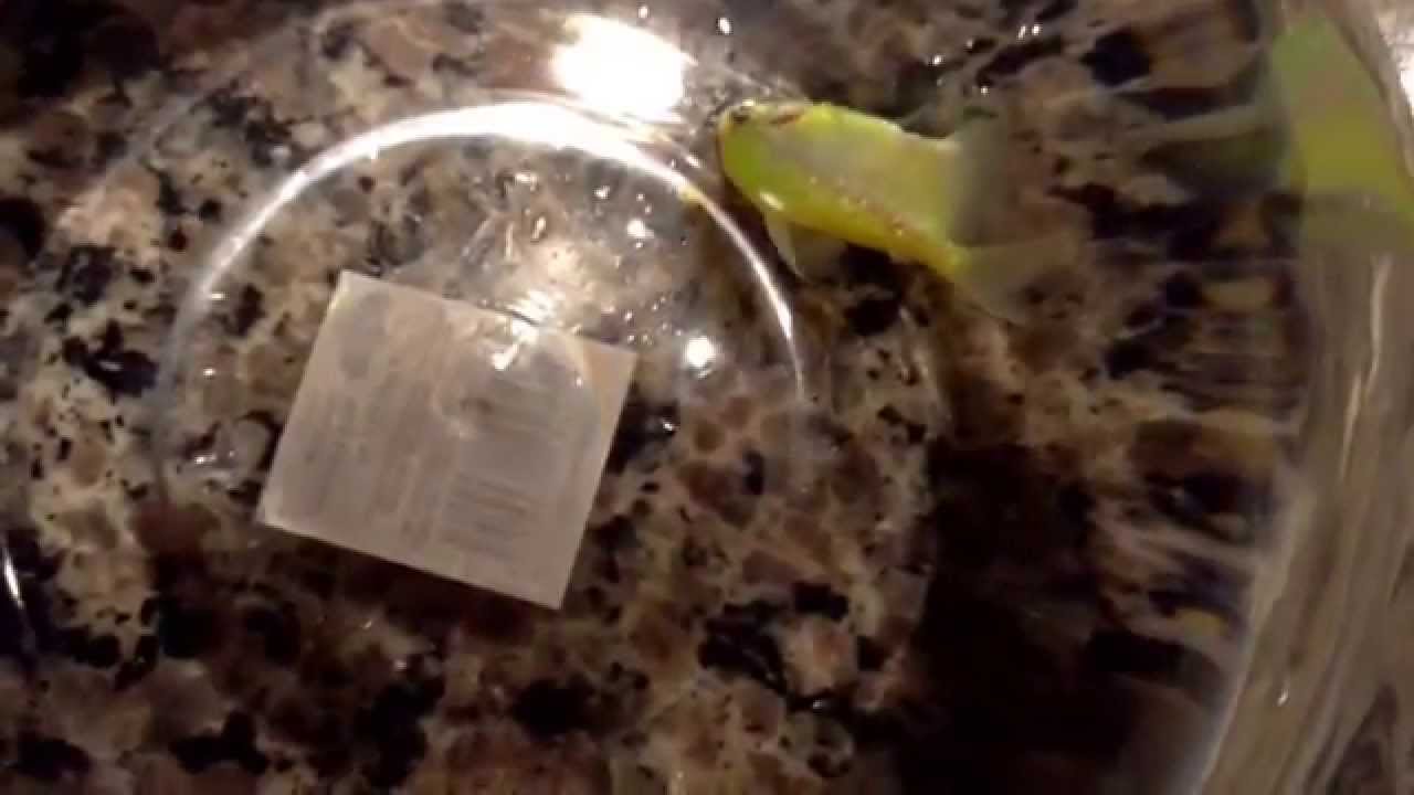 What swim bladder disorder looks like - YouTube