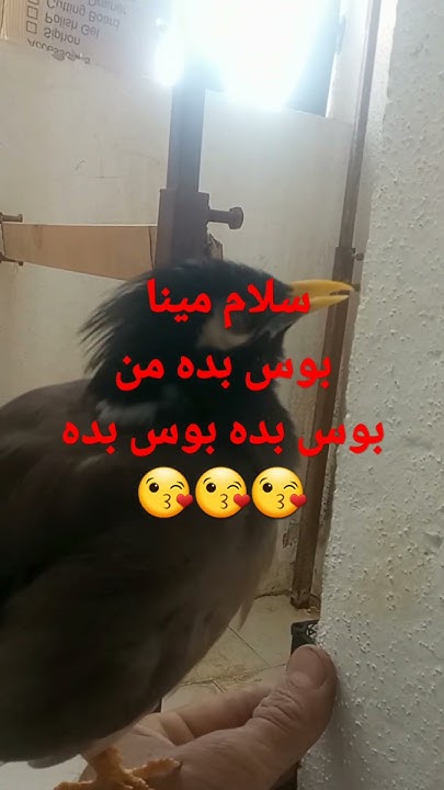 سلام مینا بوس بده من بوس بده بوس بده 😘😘😘 Youtube