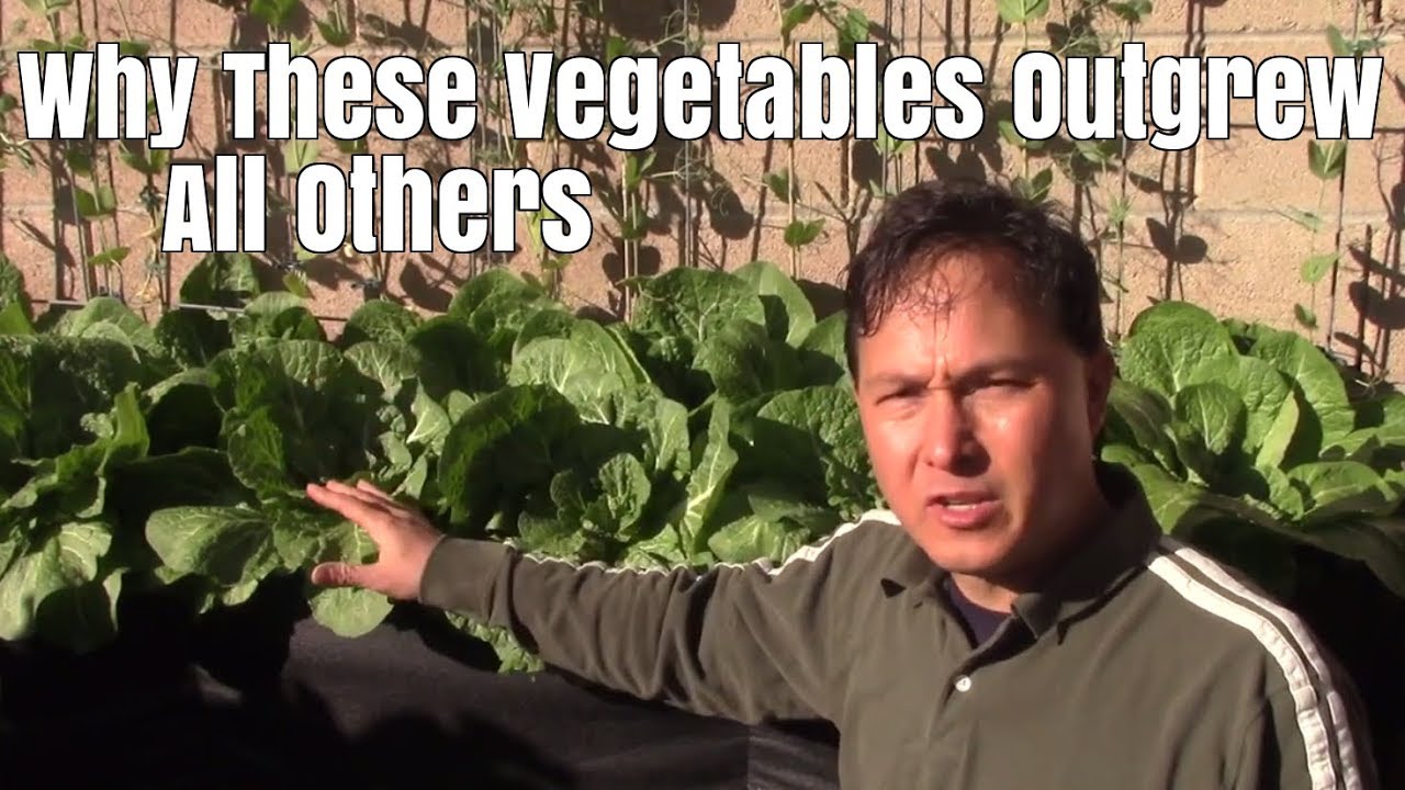 Why These Vegetables Outgrew All Others in My Organic Garden - YouTube