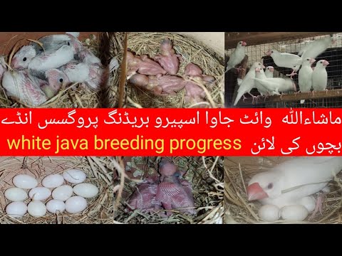 ماشاءﷲ وائٹ جاوا برڈ اسپیرو بریڈنگ پراگریس انڈے بچوں کی لائن , white java breeding progress ...