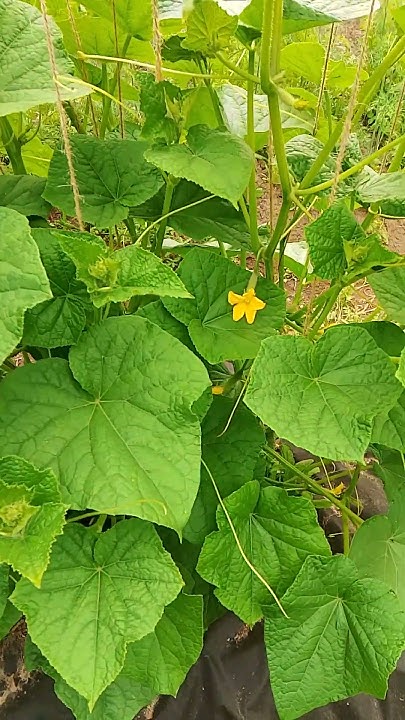 Огурцы Пасалимо! - YouTube