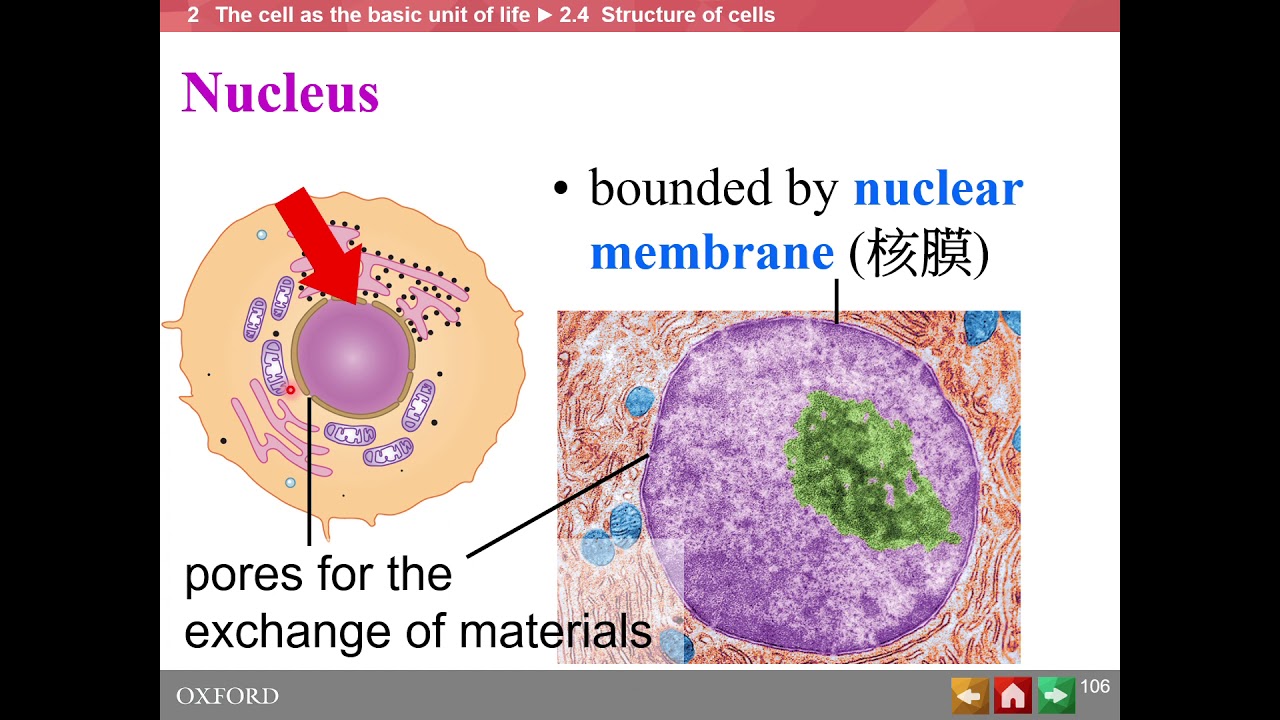 HKDSE Biology - The Cell as the basic unit of life ( Part 2 ) - YouTube