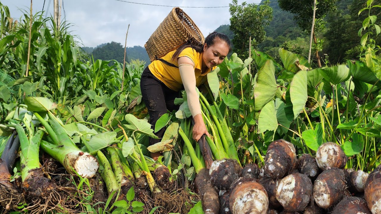 Harvest giant taro bring it to the market to sell, enjoy delicious ...