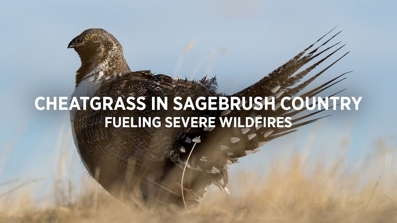 Cheatgrass in Sagebrush Country: Fueling Severe Wildfires - YouTube