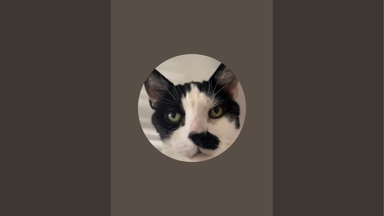 King Kitty Frankie And Friends is live - YouTube