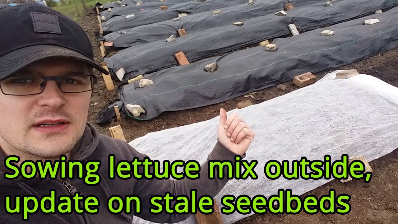 Sowing lettuce mix outside, update on stale seedbeds - YouTube