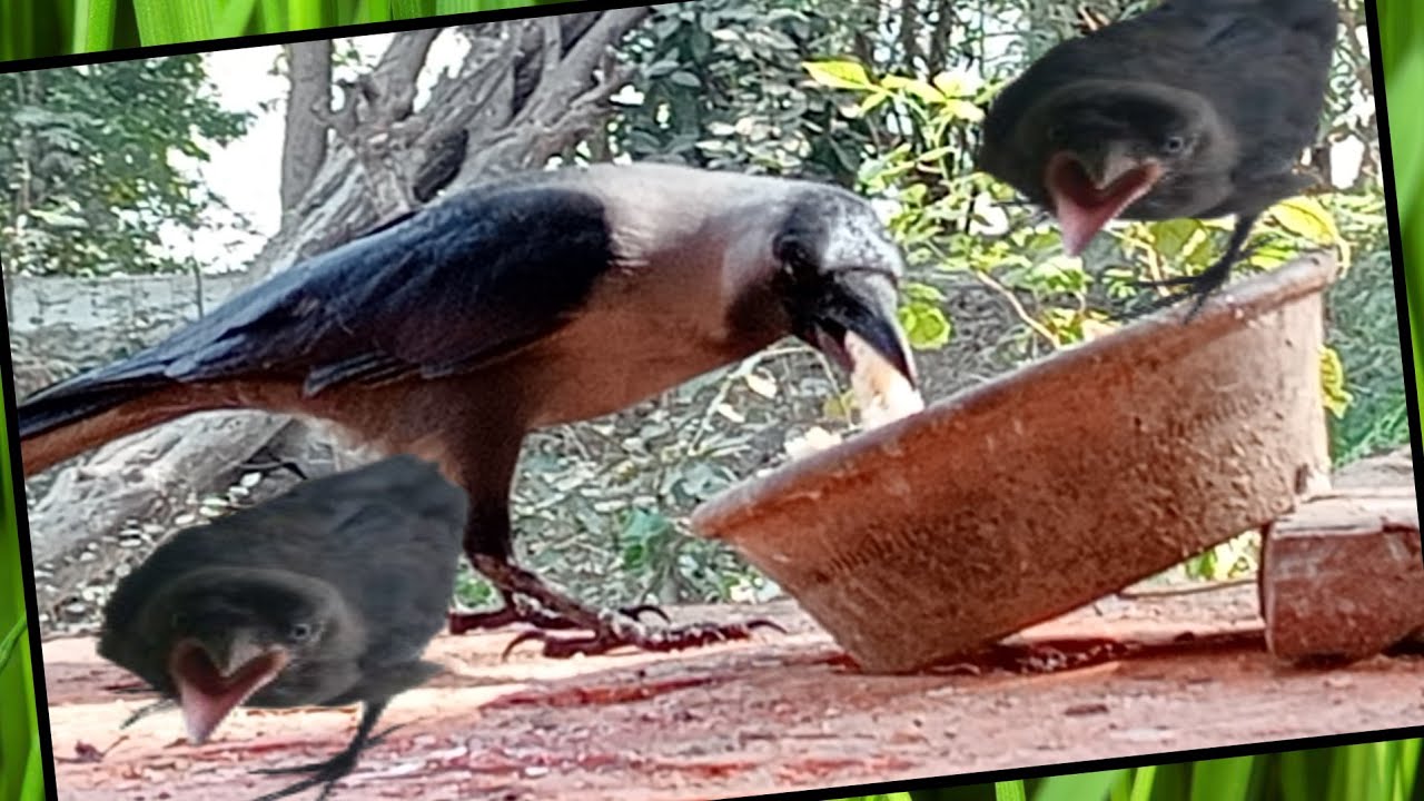 Beautiful Crow Sounds Crow Feeding Time Morning | Crow Sounds Crow ...