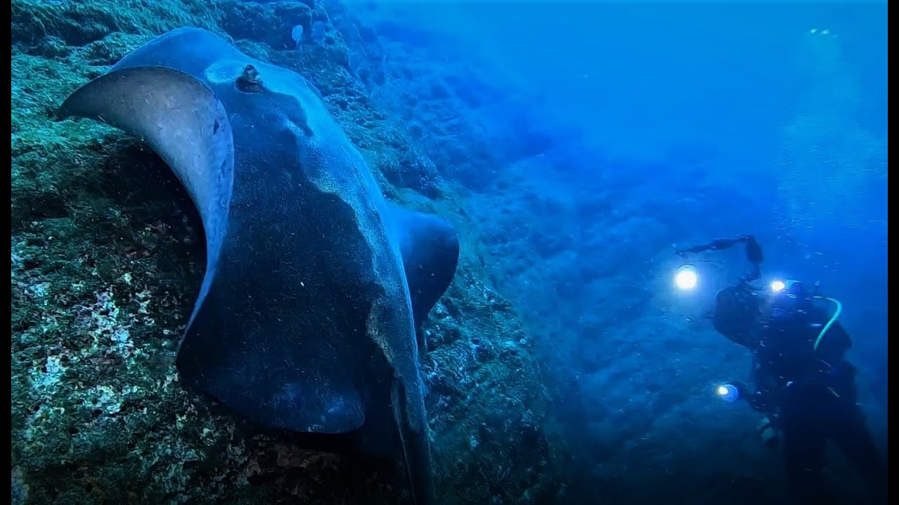 Stingray / Ratão - Uje - Rato do Mar - YouTube